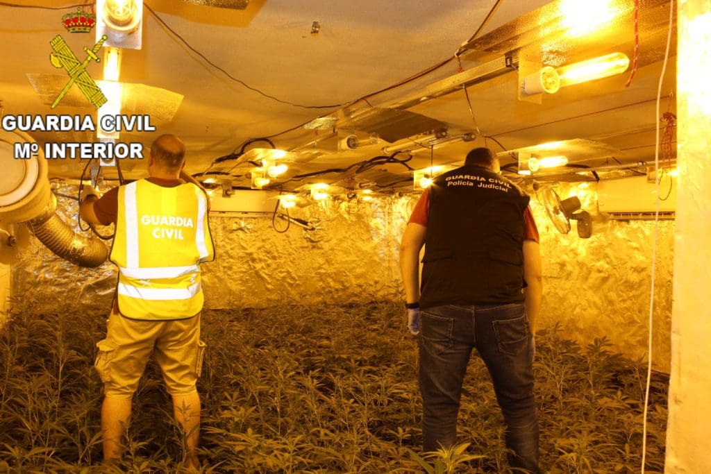 Desmantellada Una Plantació De Marihuana A Xiva I A Sueca Actualidad