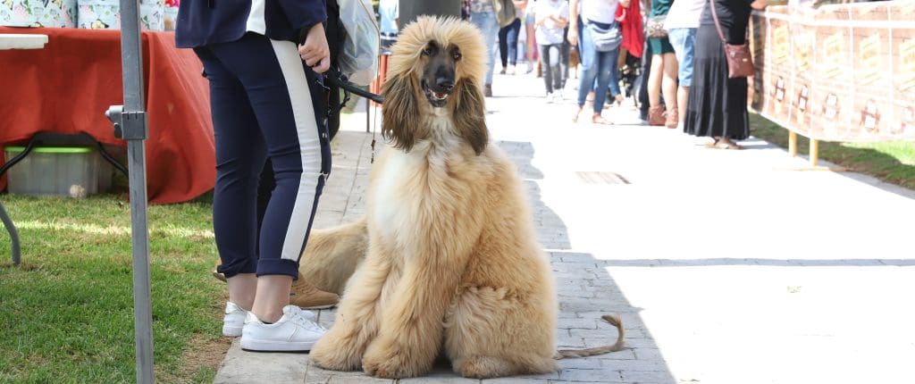 Paterna lanza diversas campañas para adoptar animales del Refugio ...