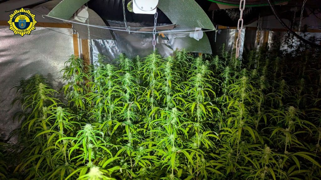 Plantación de marihuana descubierta durante un incendio en Llíria